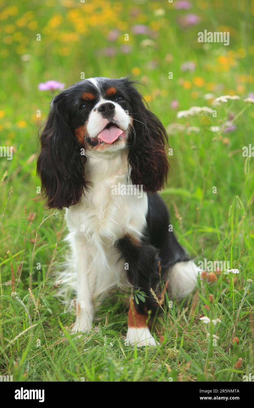 Tri coloured spaniel hi-res stock photography and images - Alamy