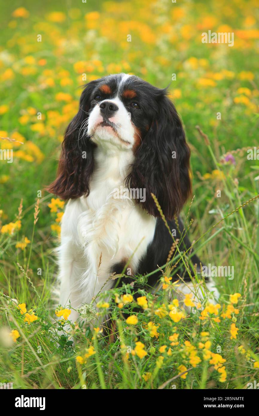 Tri coloured spaniel hi-res stock photography and images - Alamy