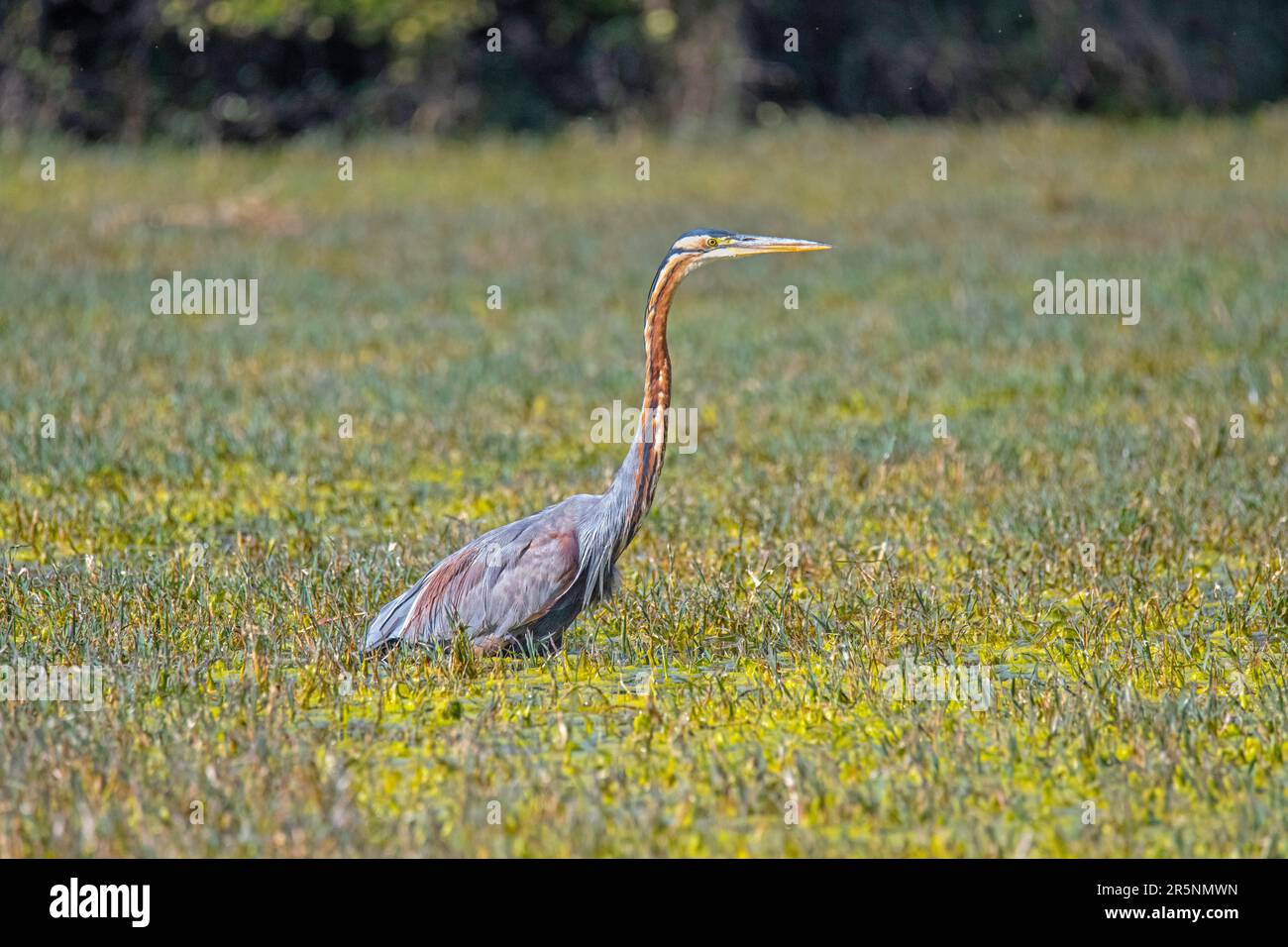 Purple Heron Ardea purpurea Keoladeo National Park, Bharatpur County ...