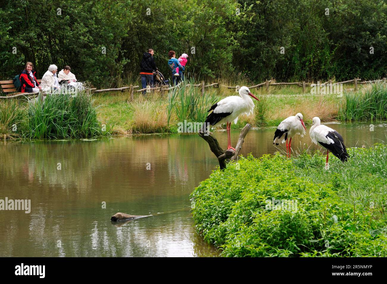 White Storks (Ciconia ciconia), nature zoo, Rheine, Lower Saxony ...