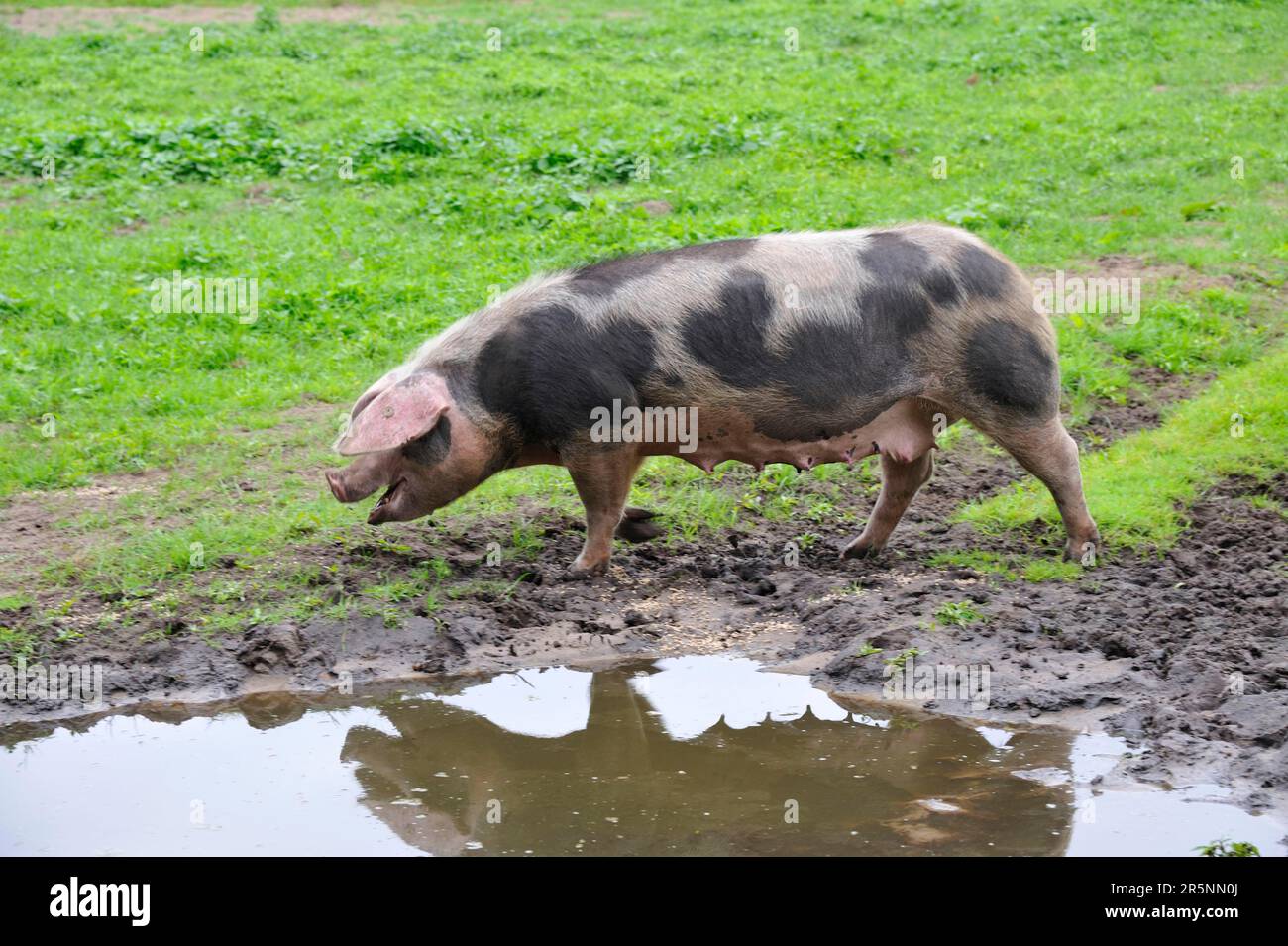 Colourful Bentheimer pig, Zoo Nordhorn, Nordhorn, Lower Saxony, Germany ...