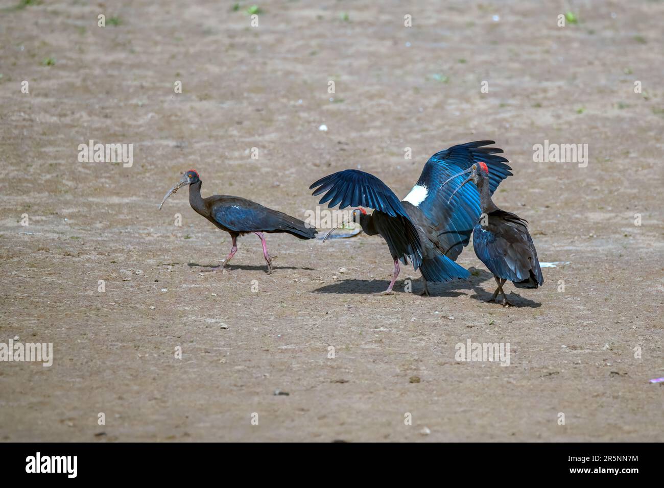 Red-naped Ibis Pseudibis papillosa Chambal River, Uttar Pradesh, India ...