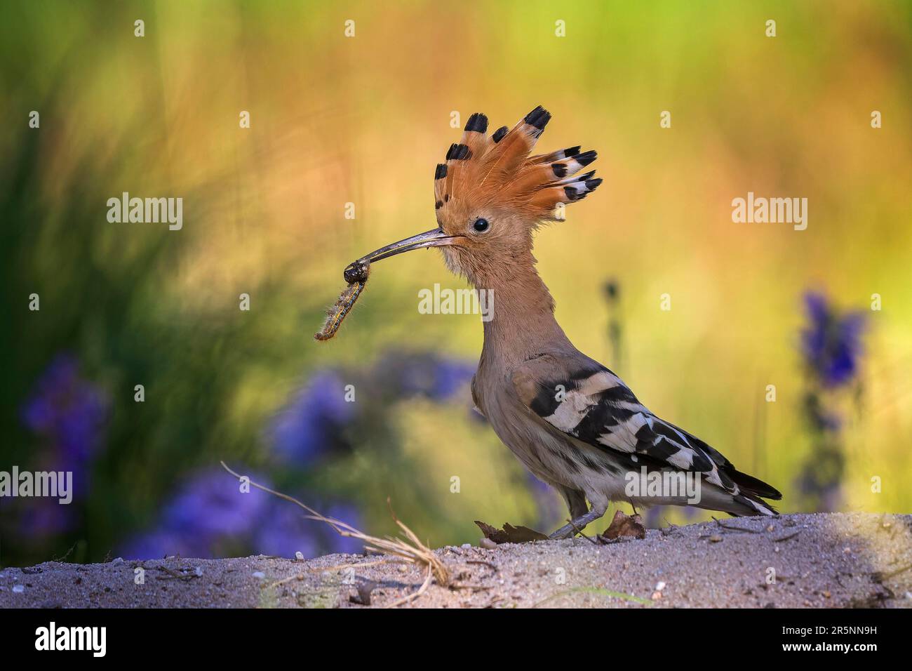 Hoopoe (Upupa epops) with raven in beak, foraging, Bird of the Year ...