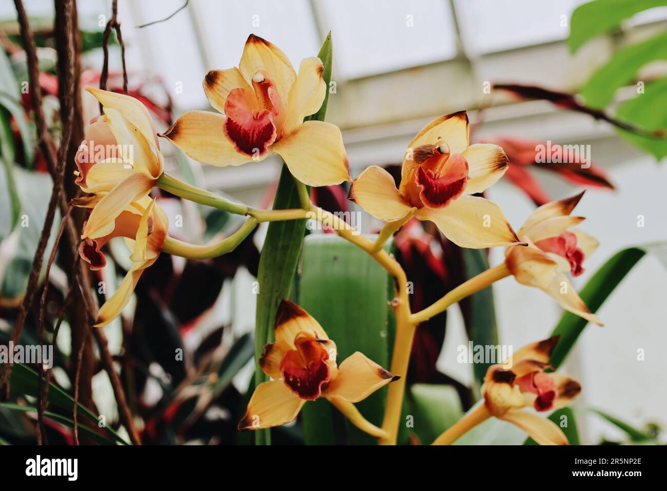 Fire orchid hi-res stock photography and images - Alamy