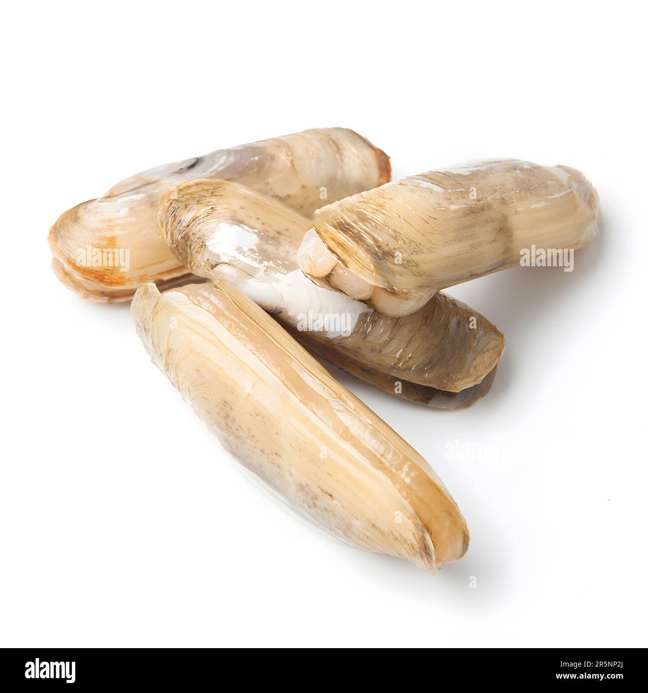 Razor clams isolated on white background Stock Photo - Alamy