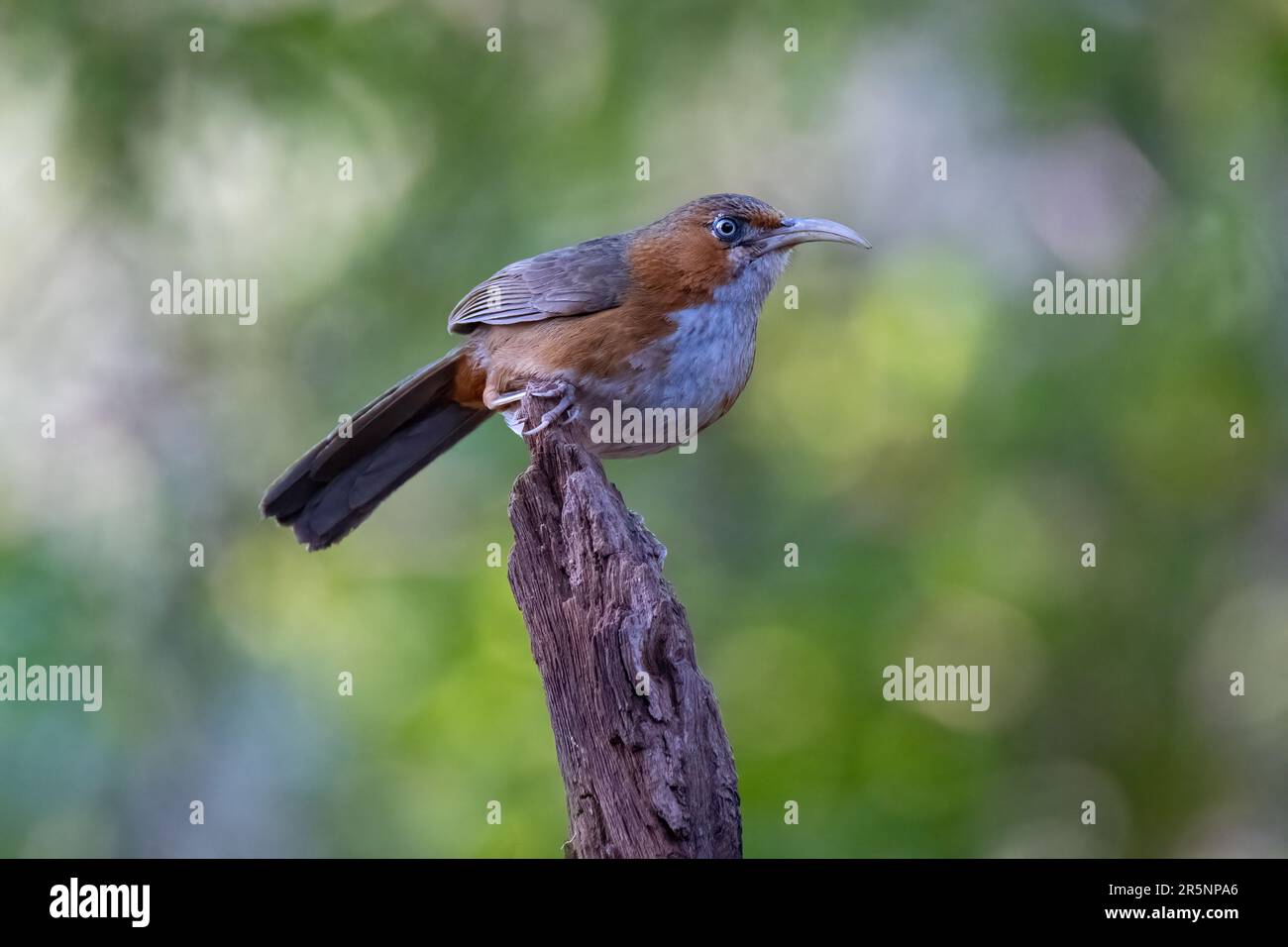 Rusty-cheeked Scimitar-Babbler Erythrogenys erythrogenys Prabhu's Bird ...