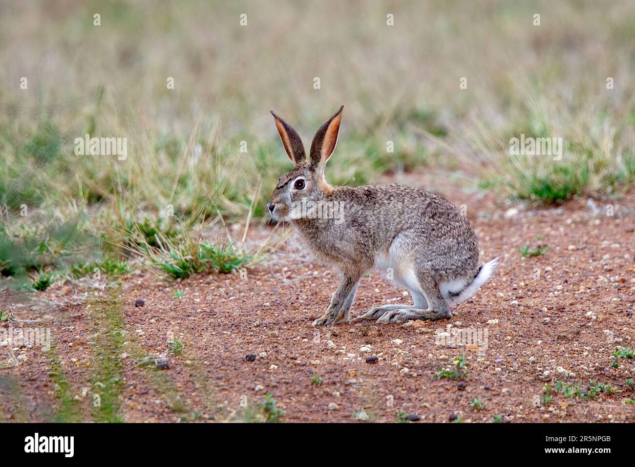Scrub Hare Lepus saxatilis Mkuze Game Reserve, South Africa 24 August ...
