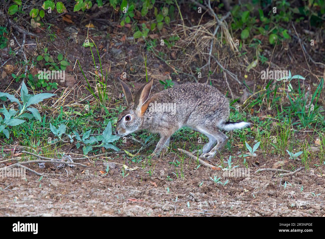 Scrub Hare Lepus saxatilis Mkuze Game Reserve, South Africa 24 August ...