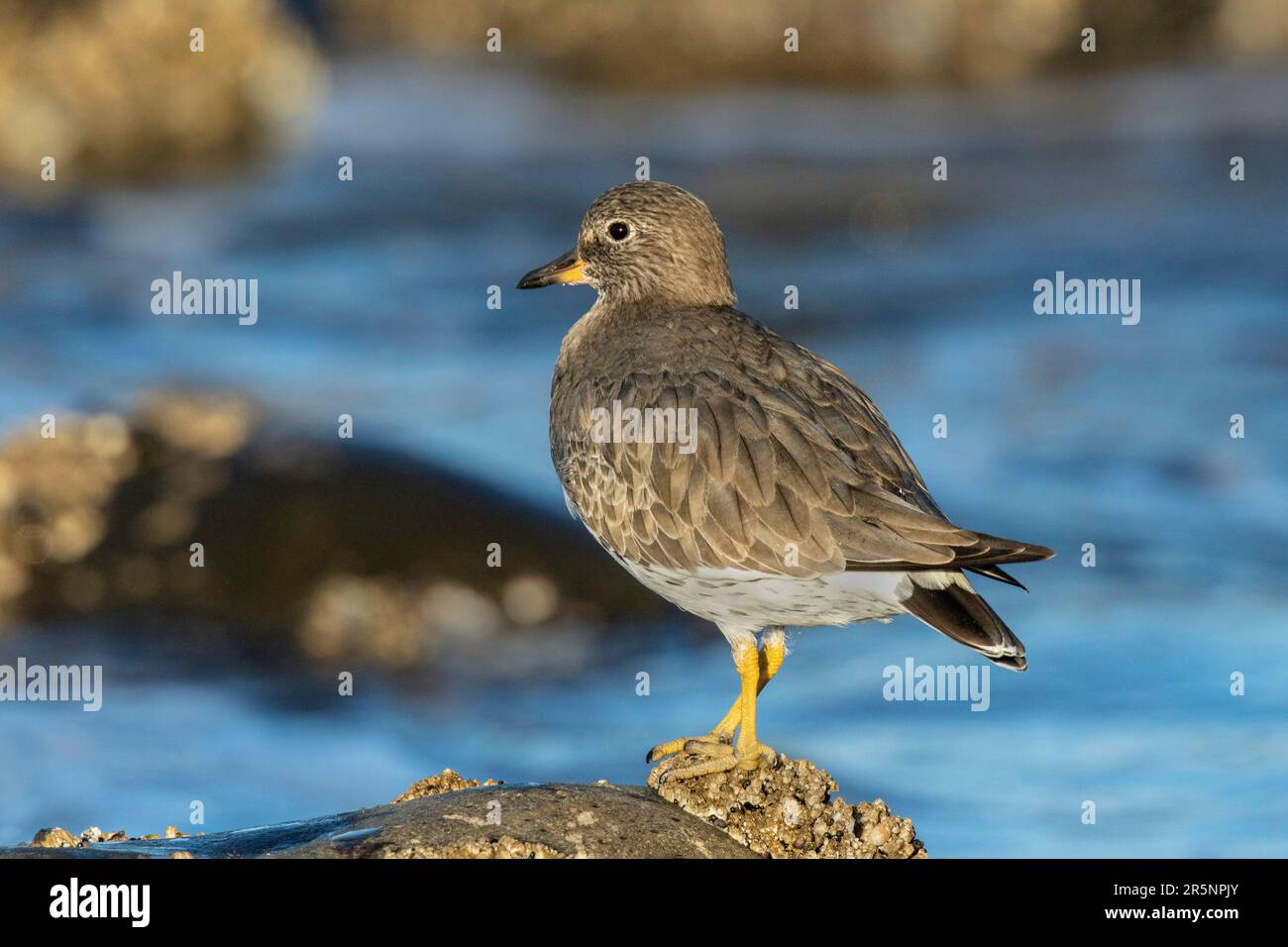 Surfbird Aphriza virgata Seaside, Oregon, United States 3 April Adult ...