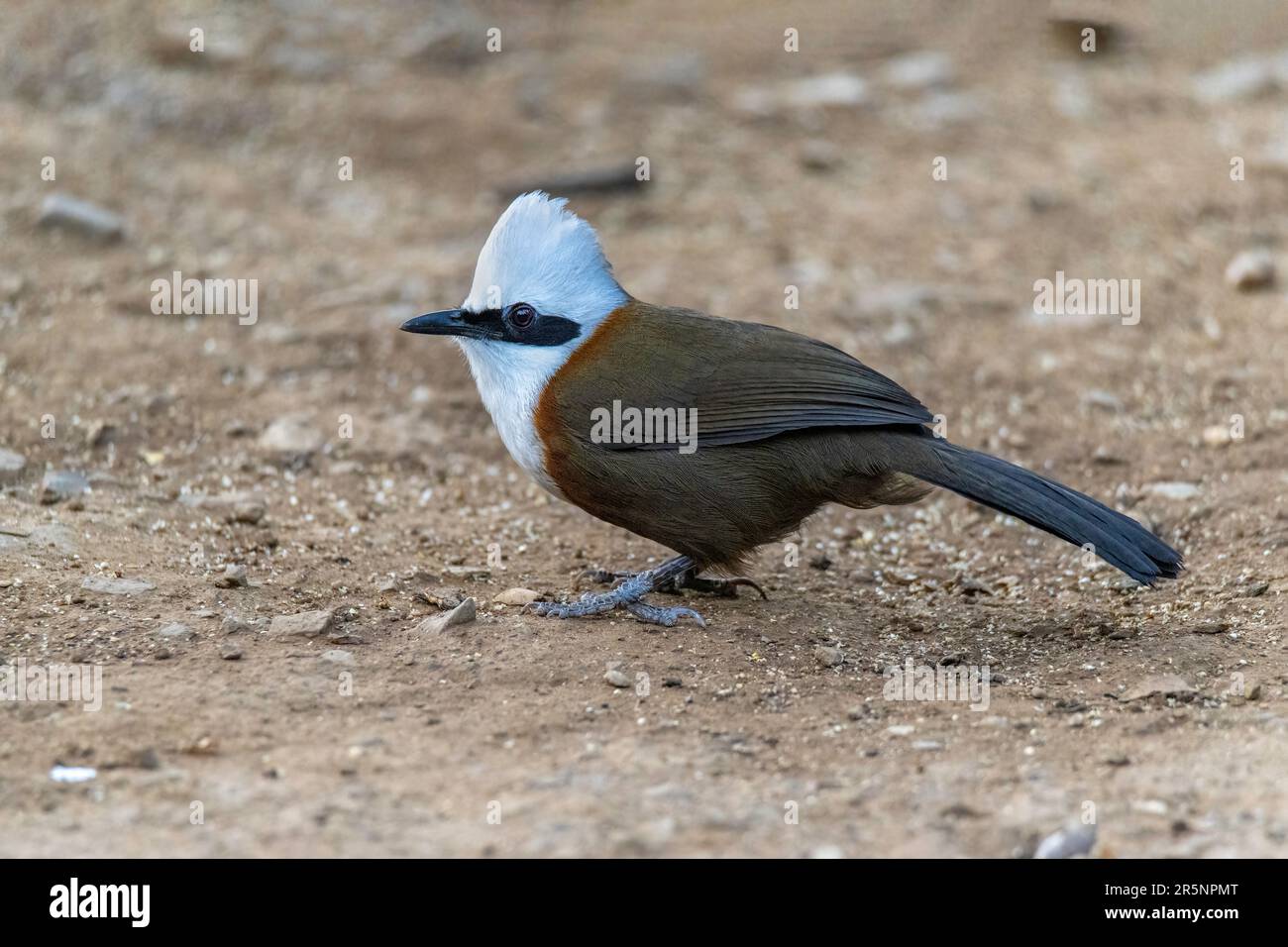 White-crested Laughingthrush Garrulax leucolophus Prabhu's Bird ...