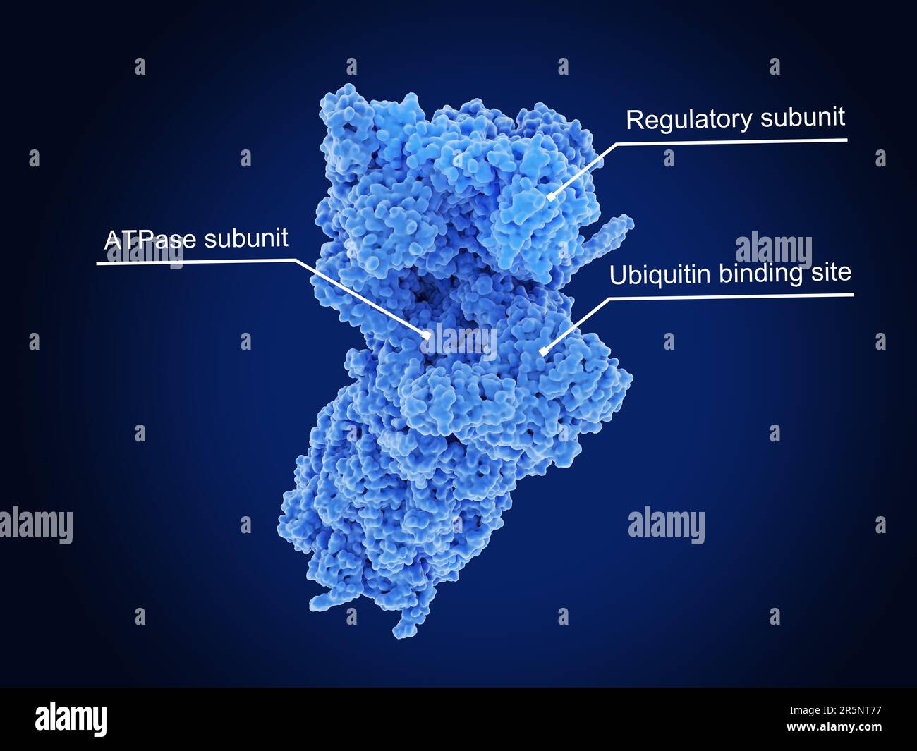 Ubiquitin proteasome pathway hi-res stock photography and images - Alamy
