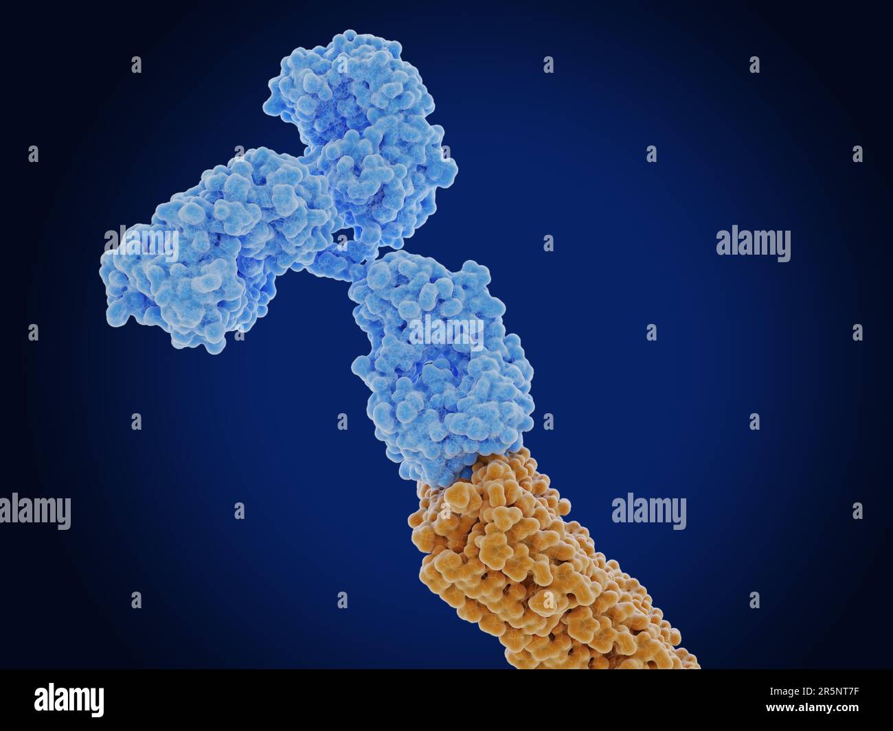 Antibody bound to an amyloid beta peptide, illustration Stock Photo - Alamy