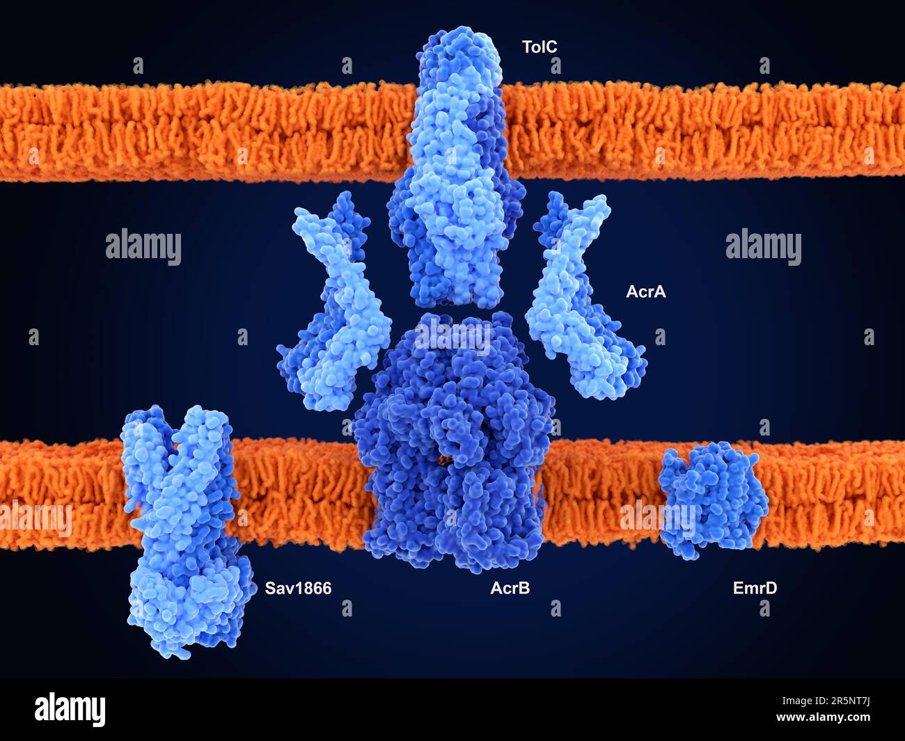 Multidrug efflux pumps, illustration Stock Photo - Alamy