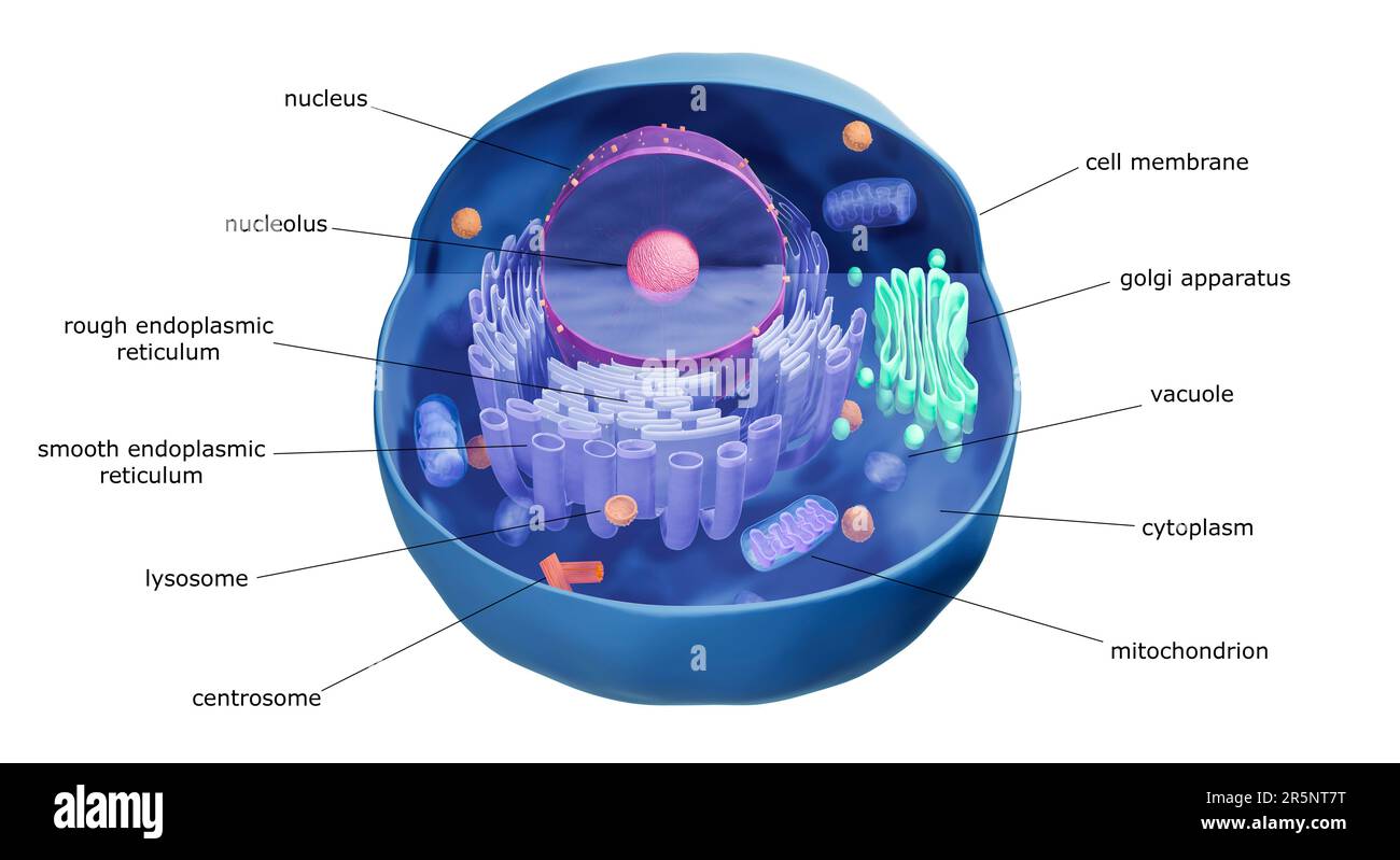 Animal cell structure, illustration Stock Photo - Alamy