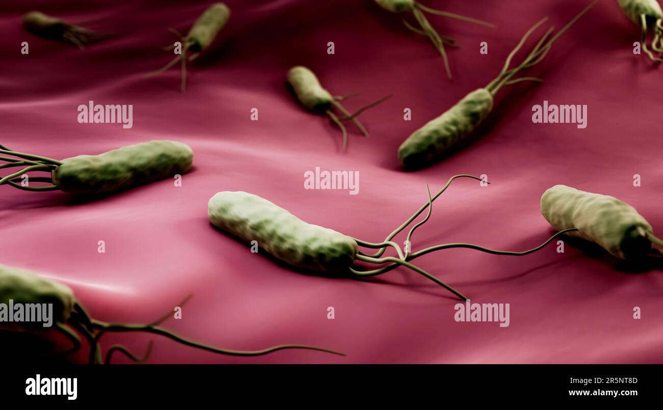 Microaerophilic bacteria hi-res stock photography and images - Alamy