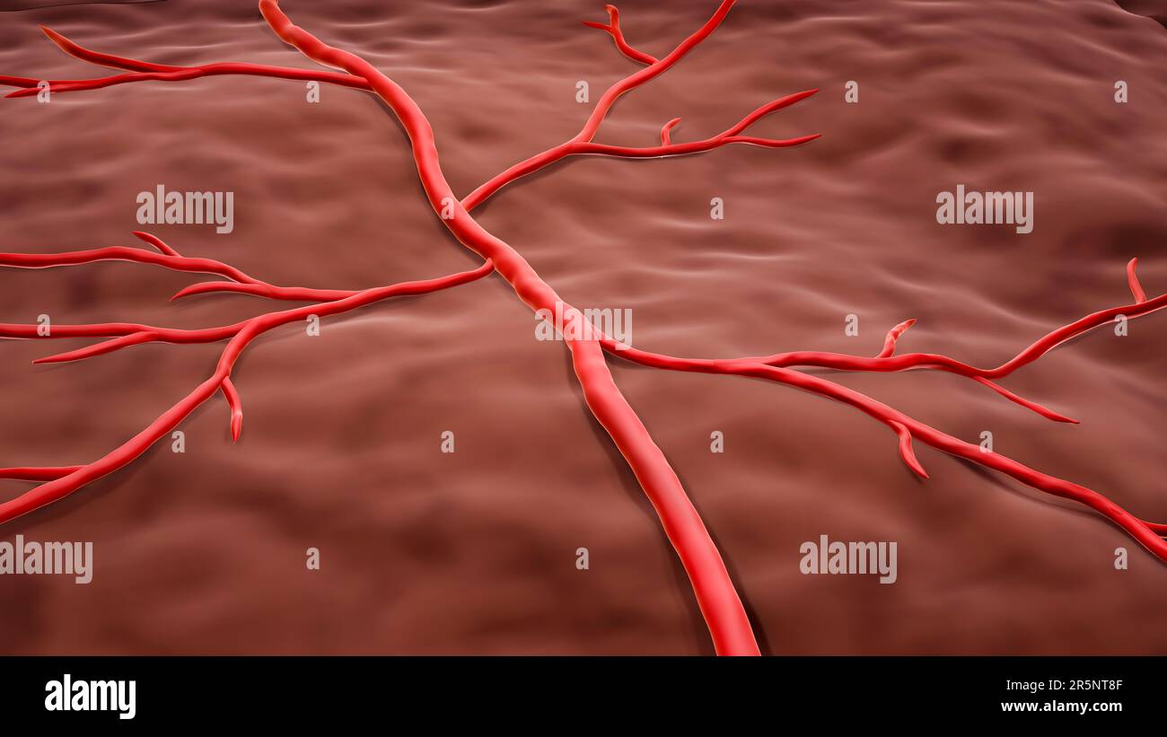 Brain tissue blood supply, illustration Stock Photo - Alamy