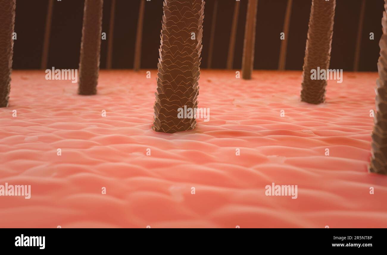 Structure of the scalp hi-res stock photography and images - Alamy