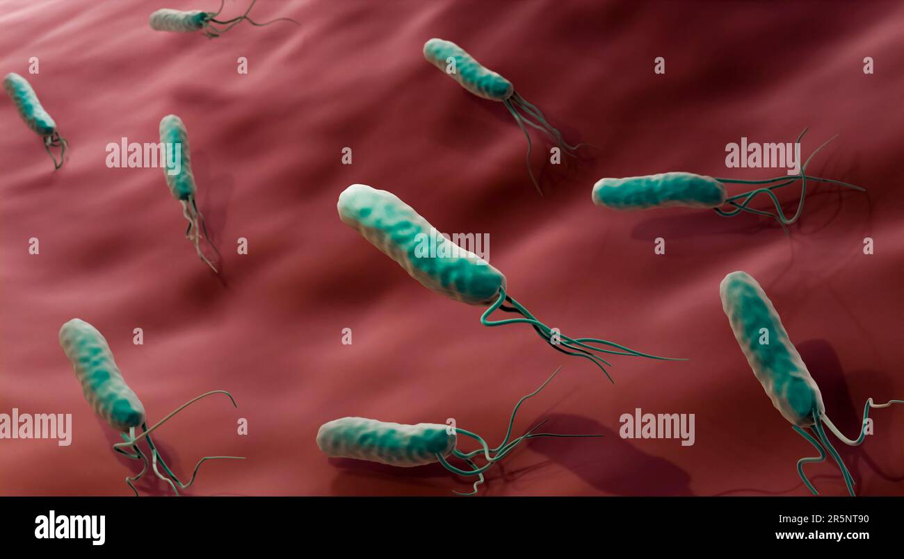 Helicobacter pylori bacteria, illustration Stock Photo - Alamy