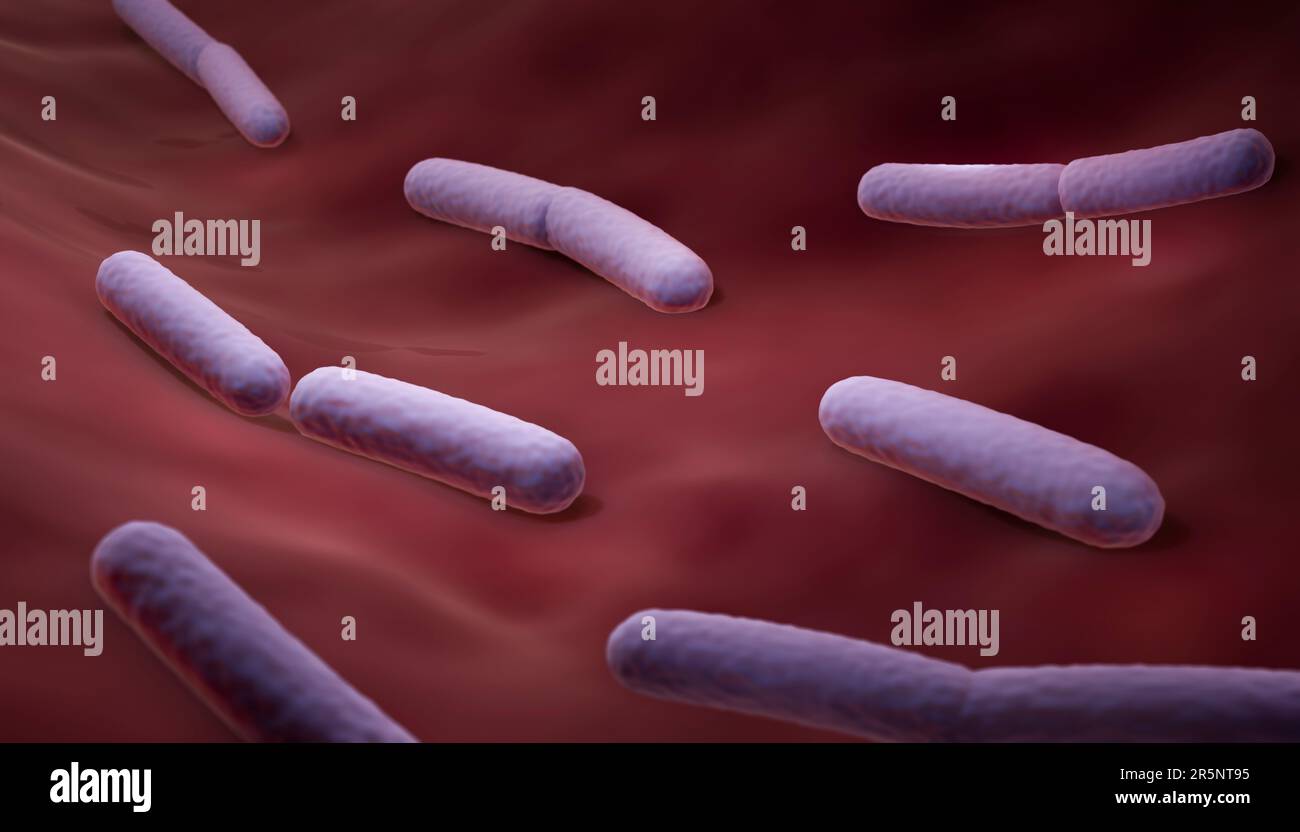 Lactobacillus bacteria hi-res stock photography and images - Alamy