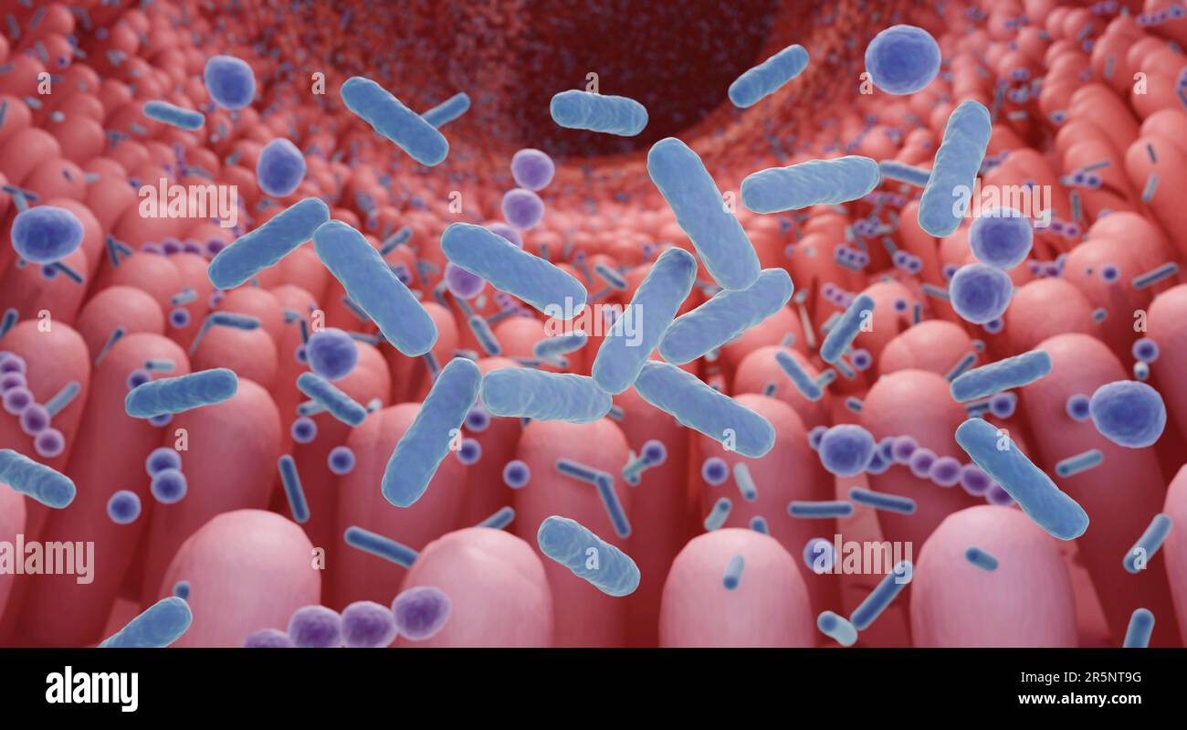 Human microbiota, illustration Stock Photo - Alamy