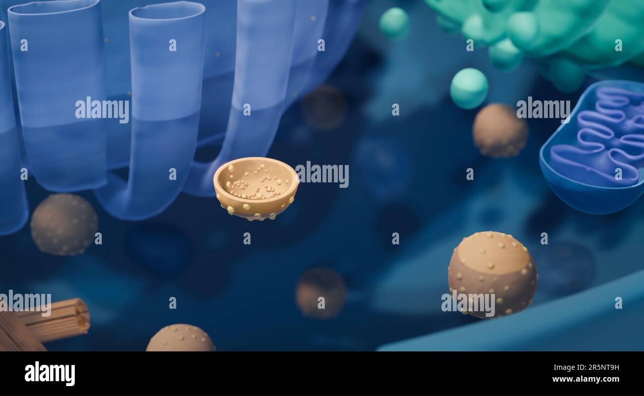 Vesicles In A Animal Cell