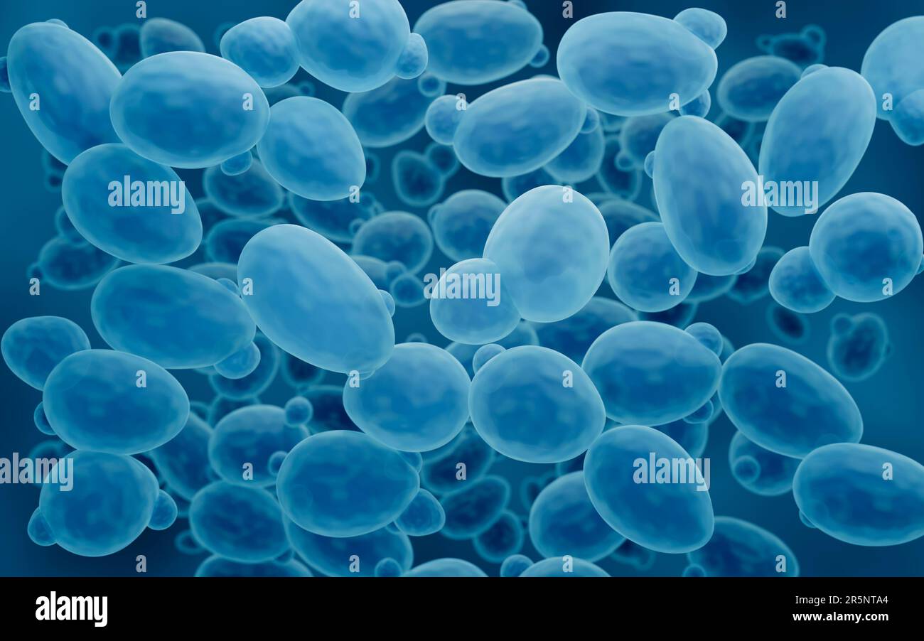 Saccharomyces yeast, illustration Stock Photo - Alamy