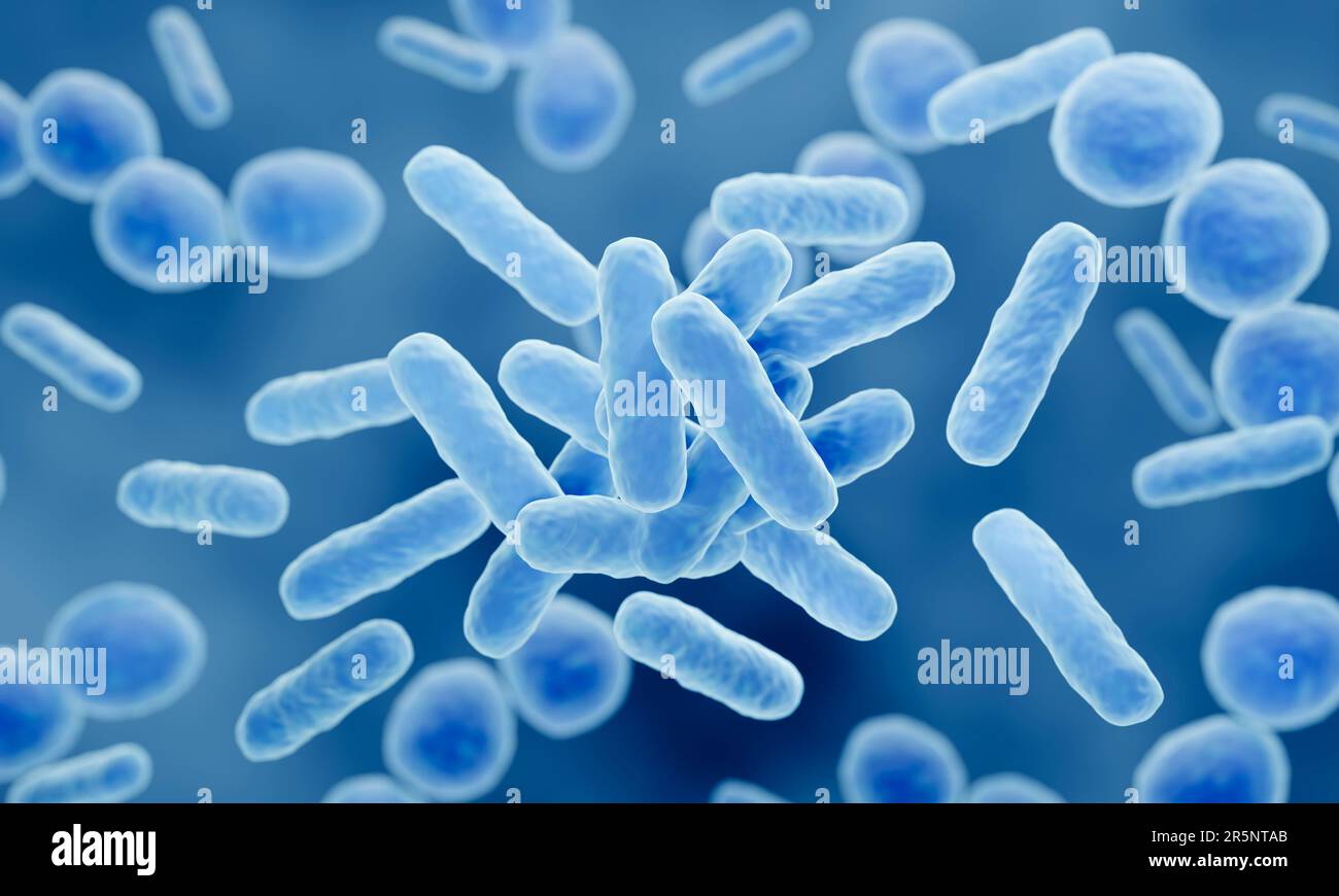 Streptococcus thermophilus bacteria hi-res stock photography and images ...
