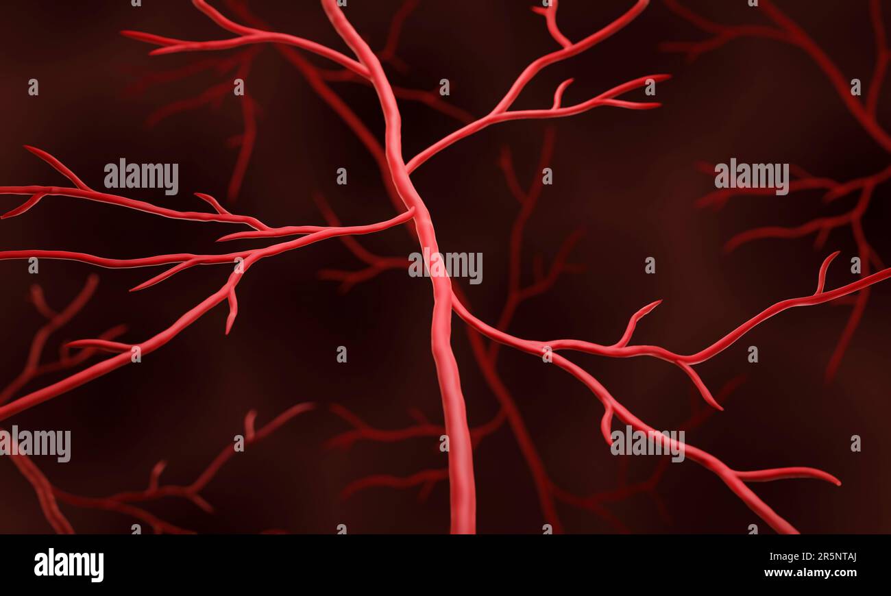Blood vessels, illustration Stock Photo - Alamy