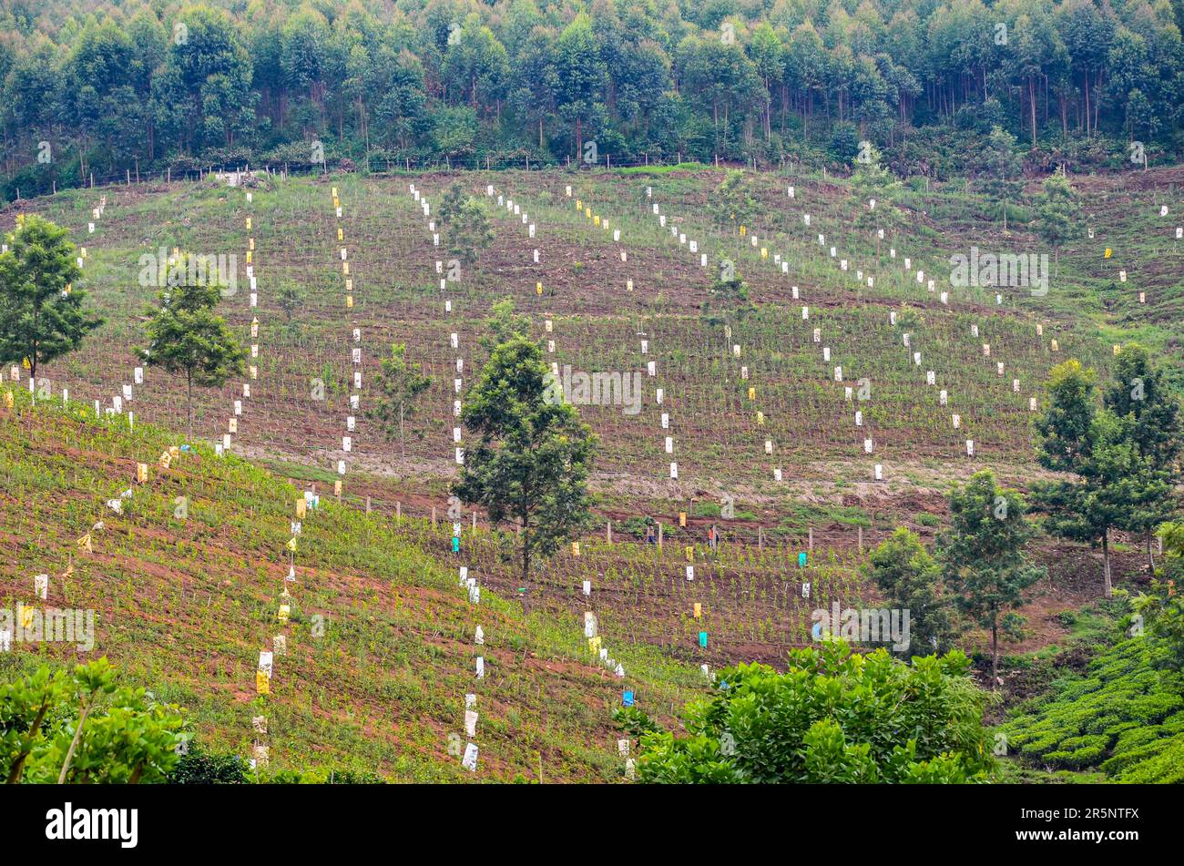 Newly planted tea plants in a tea garden Stock Photo - Alamy