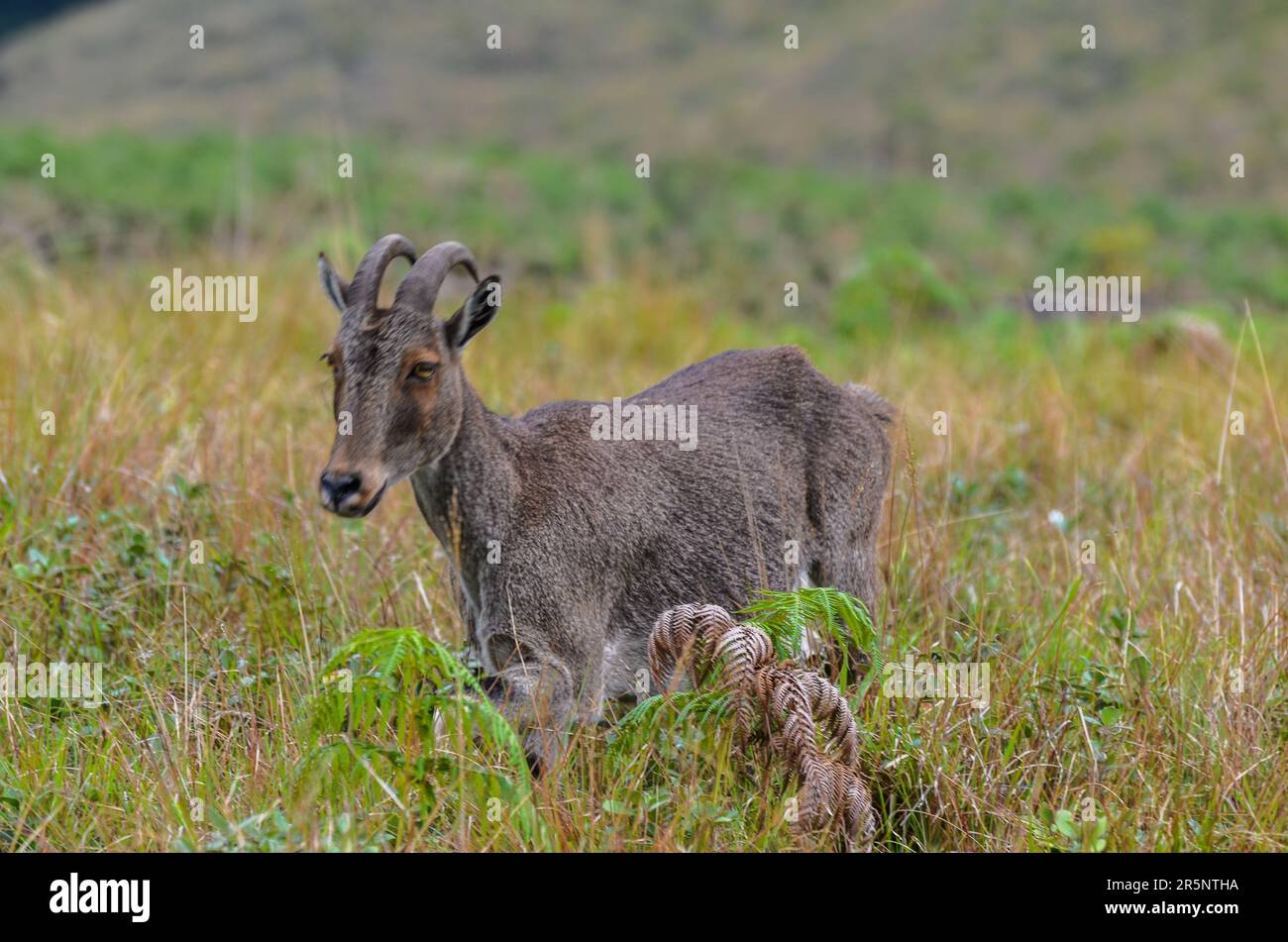 Nilgiri tahr endangered species goat hi-res stock photography and ...