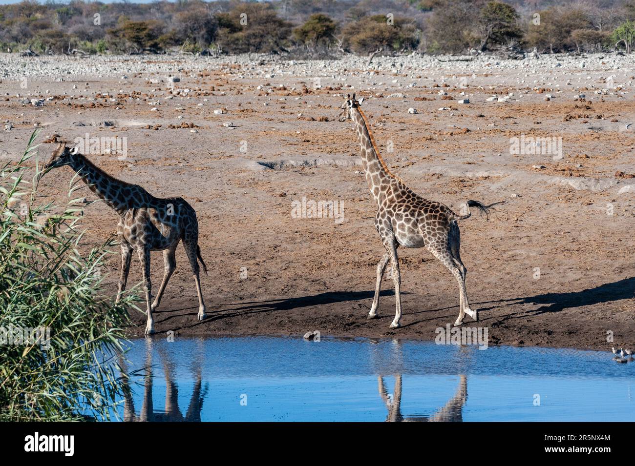 Two Angolan Giraffes - Giraffa giraffa angolensis- standing near a ...