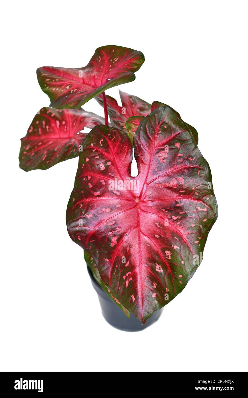 Exotic Caladium Red Flash houseplant with bright red leaves in pot on ...