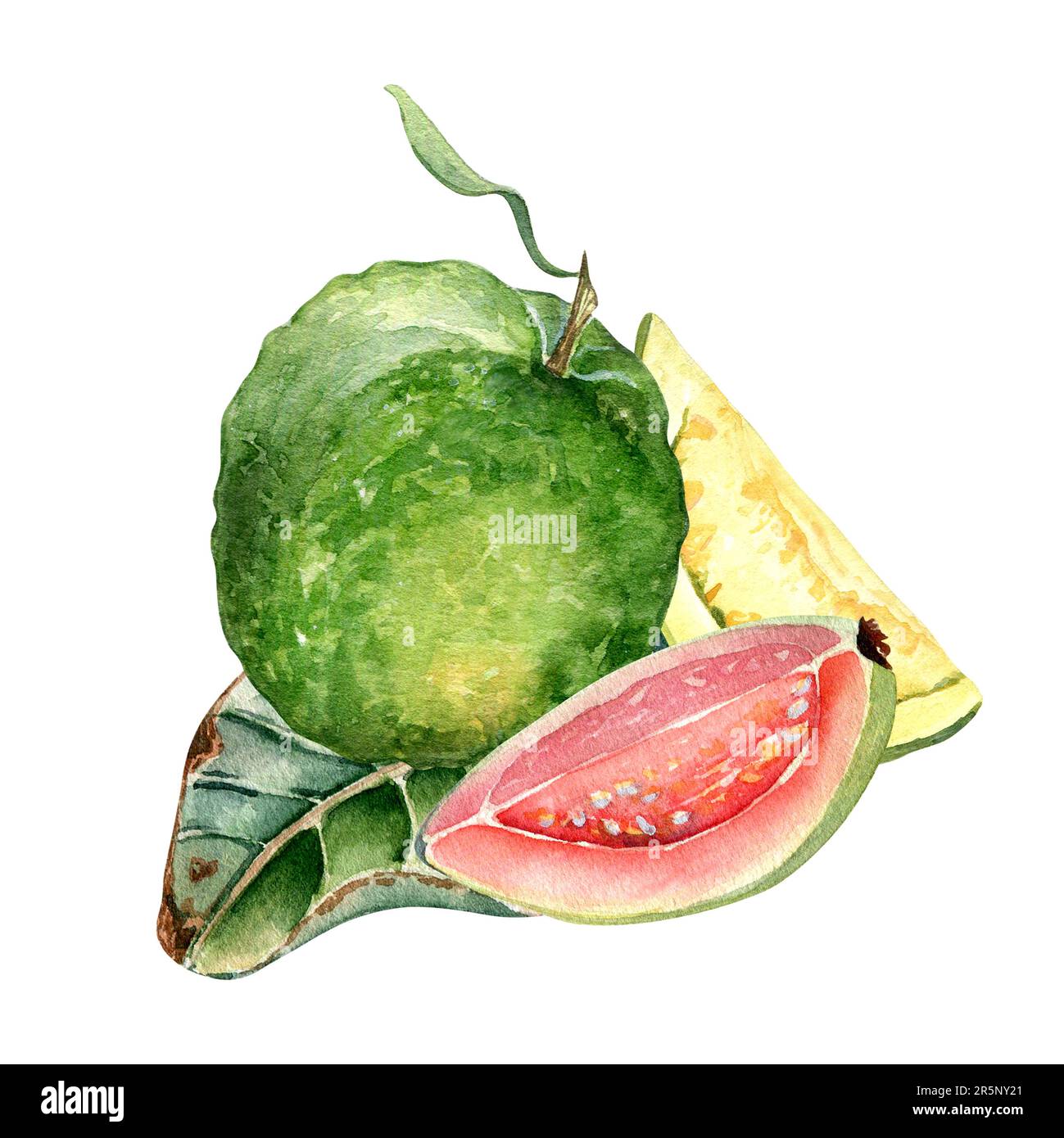 Whole one guava and slices on leaf watercolor illustration isolated on ...