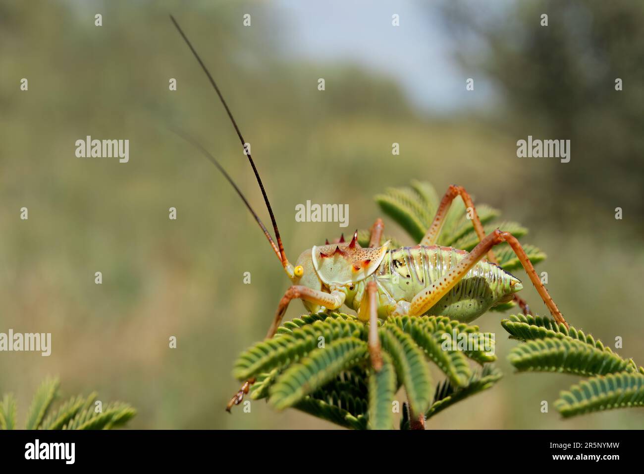 An African corn cricket (Acanthoplus armiventris) sitting on a plant ...