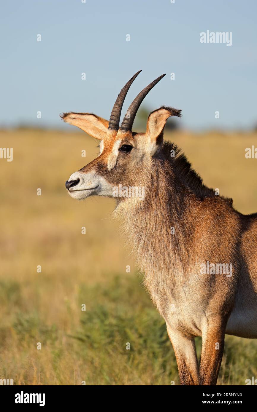 Portrait of a rare roan antelope (Hippotragus equinus), Mokala National ...