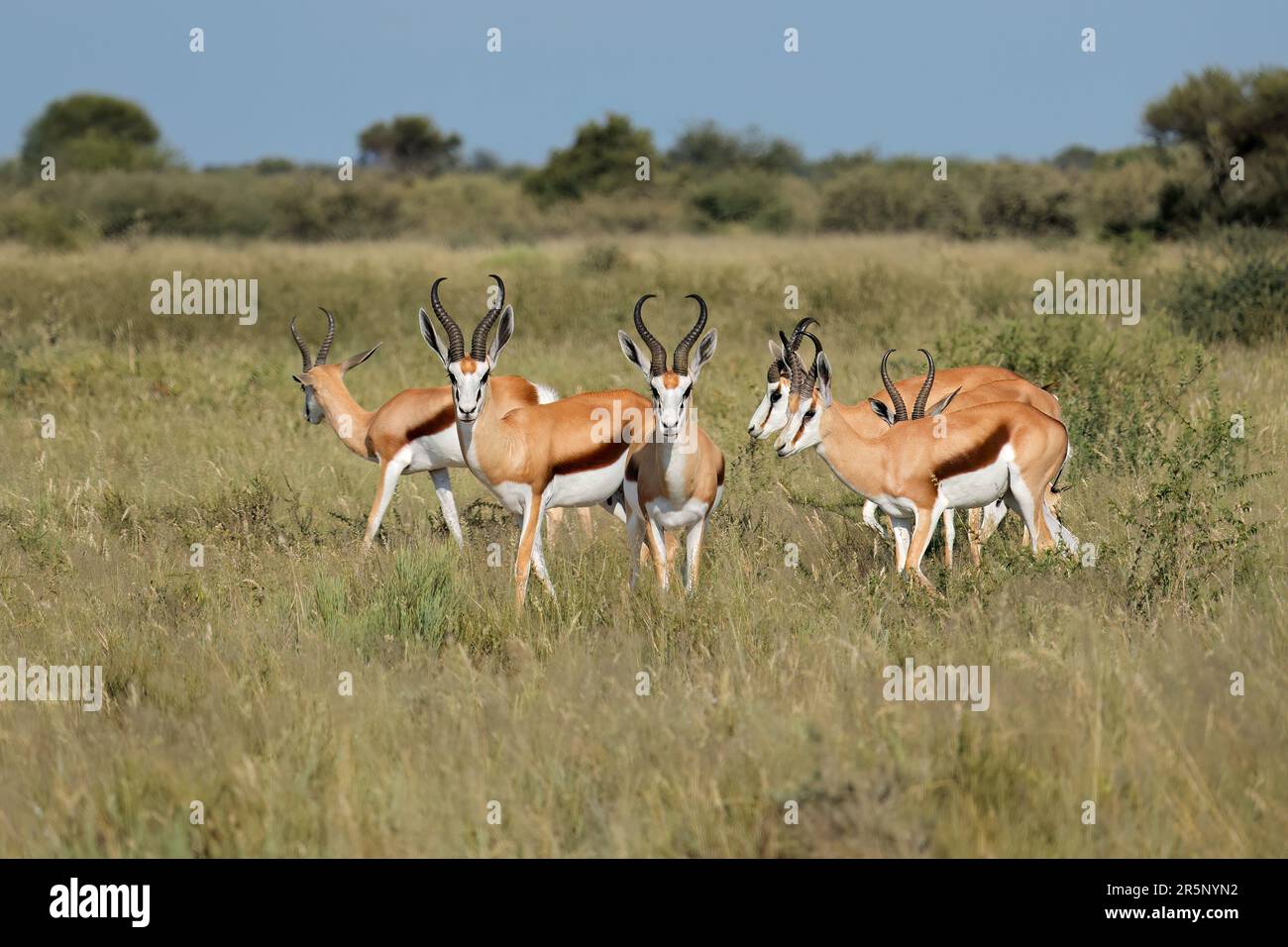 Grassland habitat animals hi-res stock photography and images - Alamy