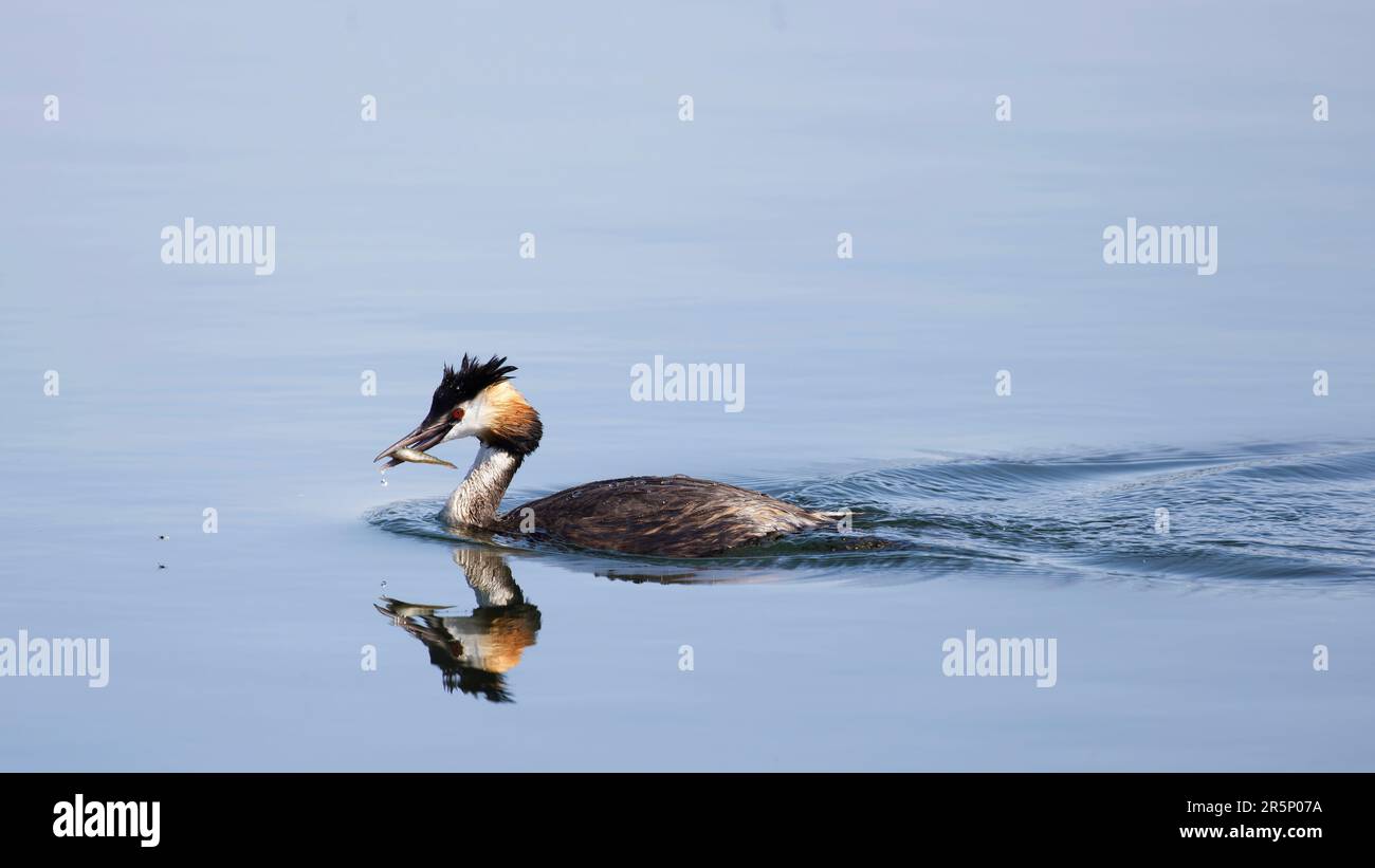 Great crested grebe (Podiceps cristatus ) swimming , reflected on the ...