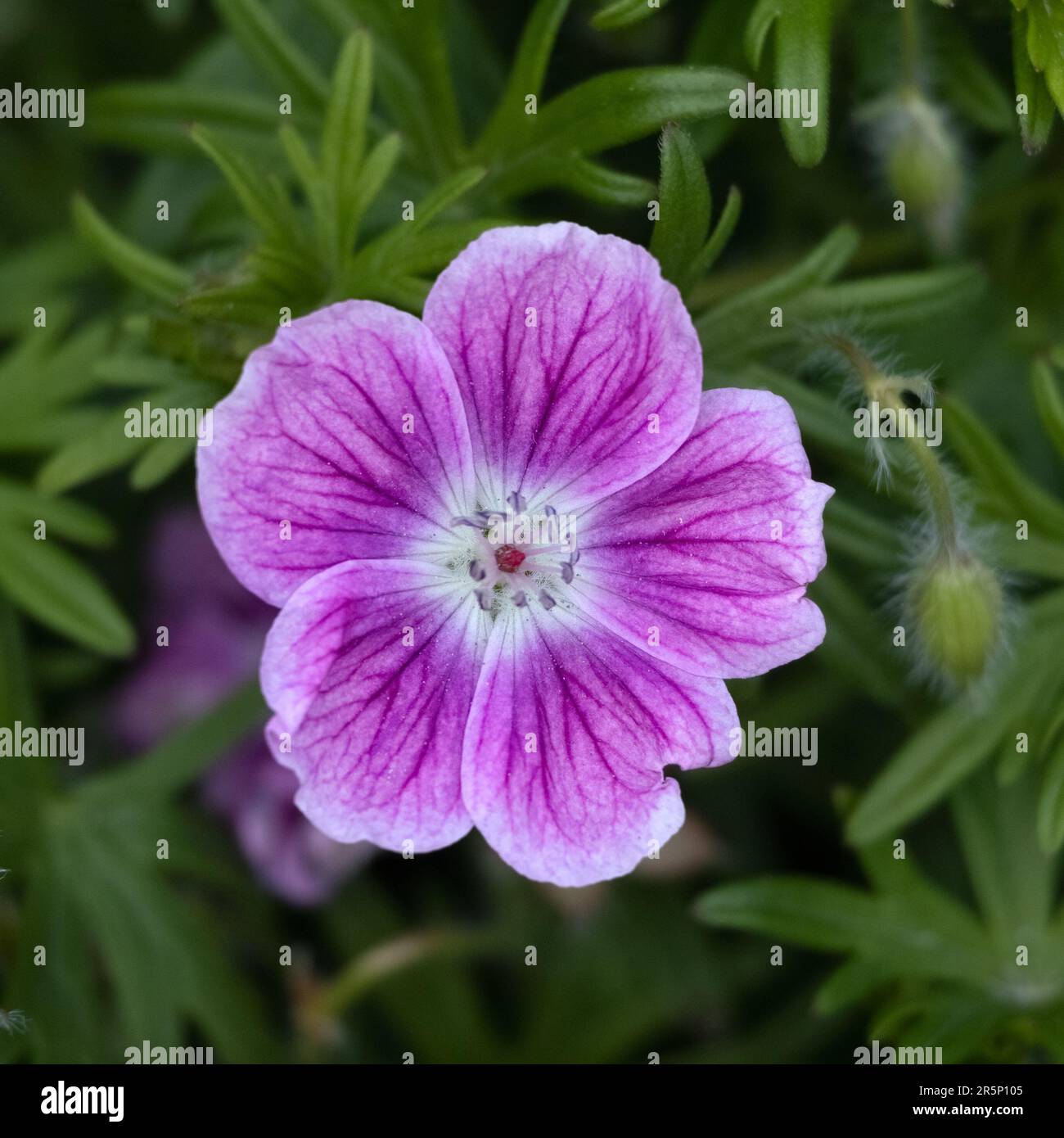 Geranium elke hi-res stock photography and images - Alamy