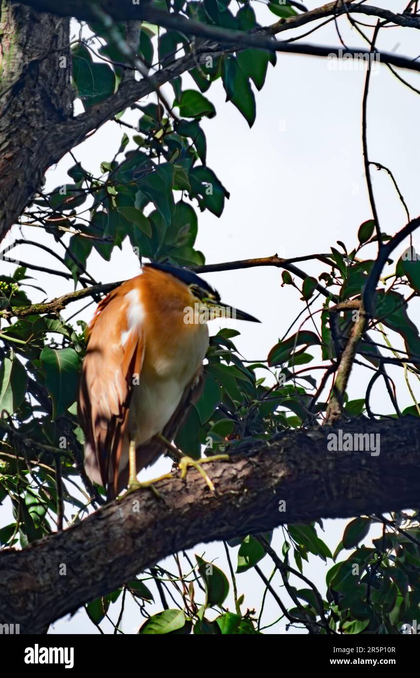Nankeen Night Heron, Nycticorax caledonicus, , roosting in tall tree ...