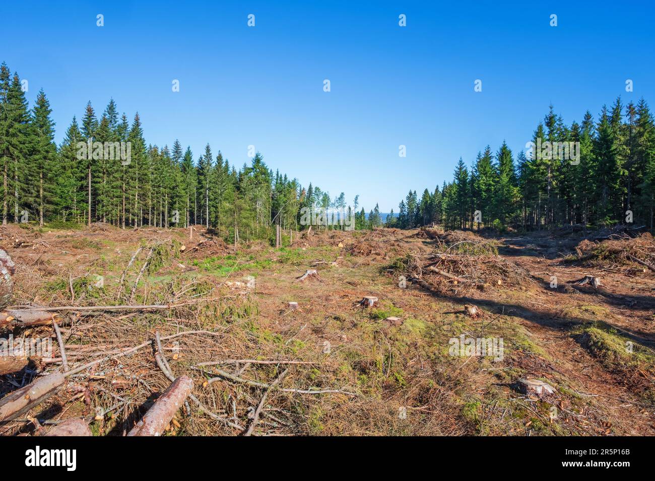 Clearcutting forest hi-res stock photography and images - Alamy