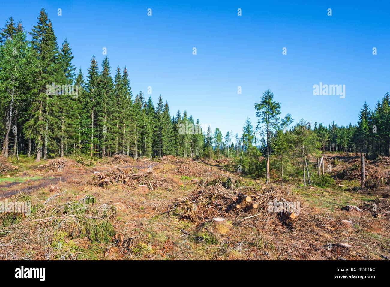 View at a clear cutting area at a spruce forest Stock Photo - Alamy