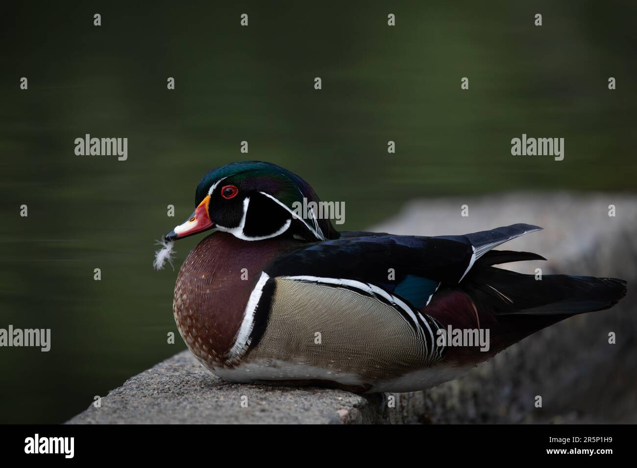 A Wood Duck sits as a piece of his feather hangs from his beak after ...