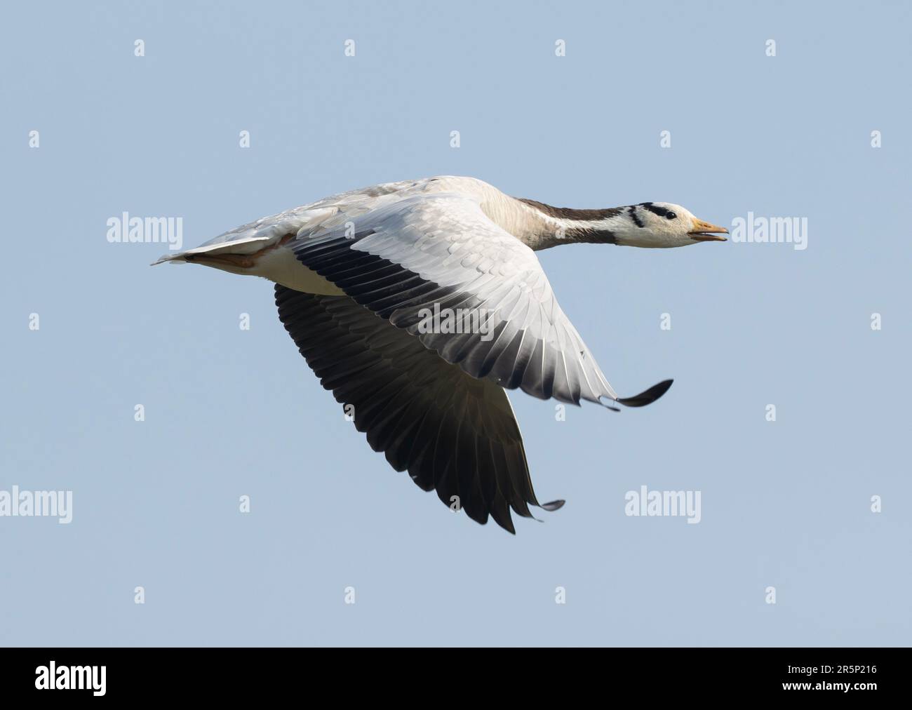 Bar headed goose flight hi-res stock photography and images - Alamy