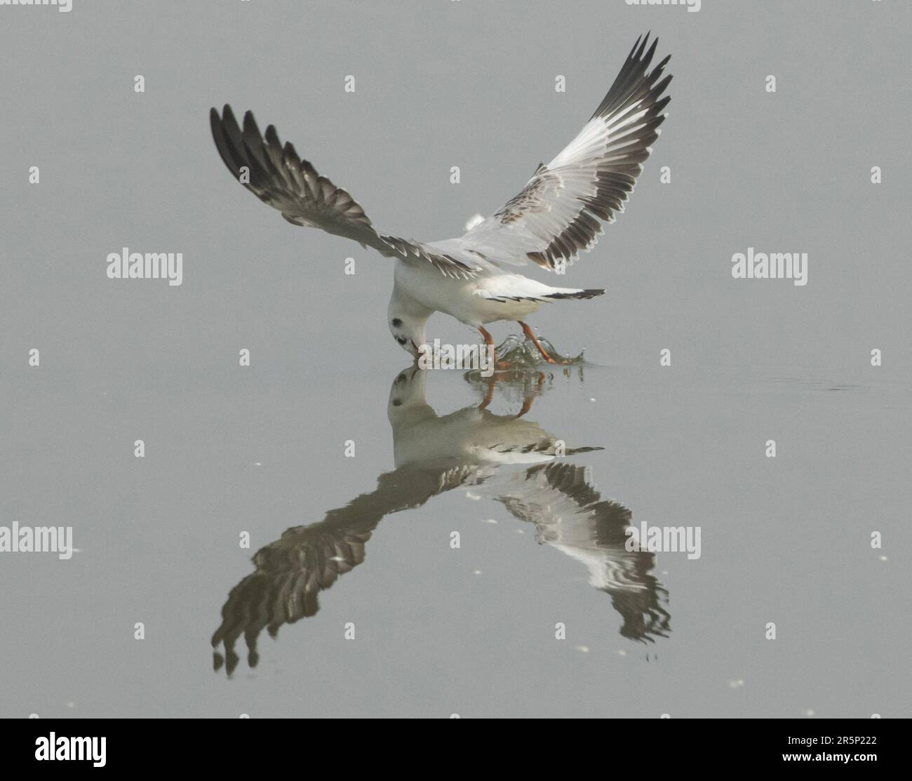 Small aquatic prey bird hi-res stock photography and images - Alamy