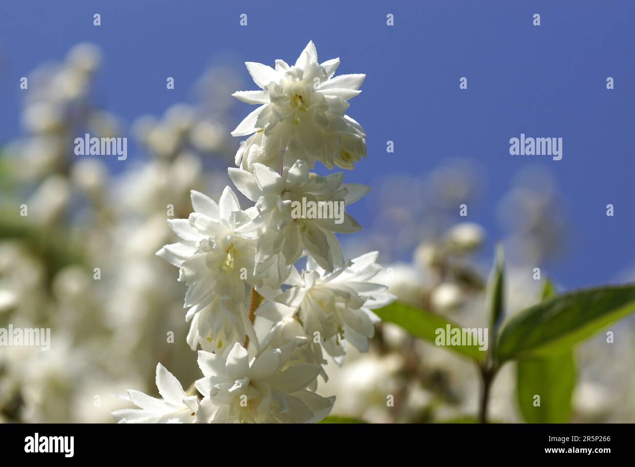 Close up white flowers of the shrub Deutzia of the family Hydrangeaceae ...