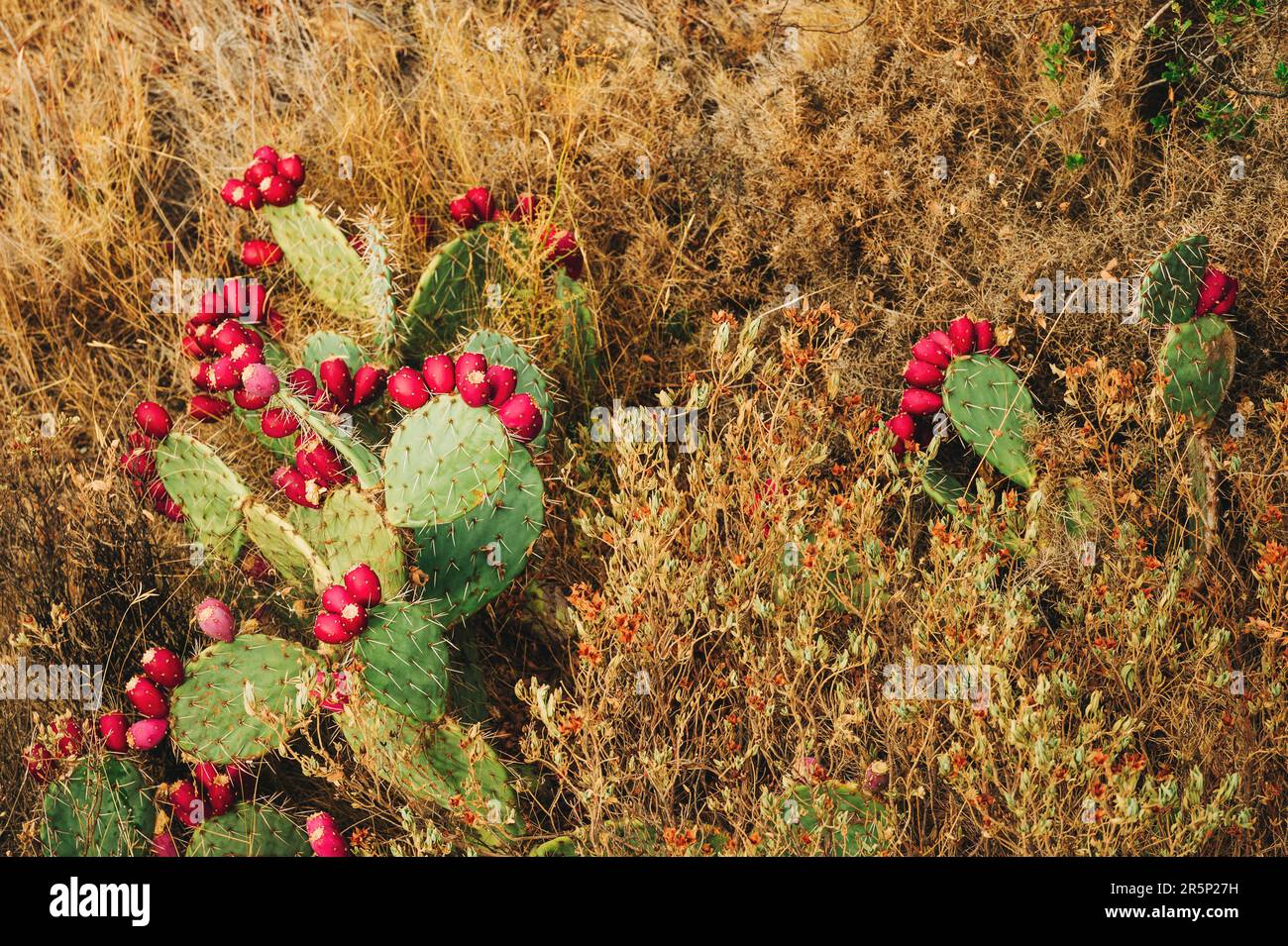 Natural background with Wheel Cactus (Opunita Robusty), top view Stock ...