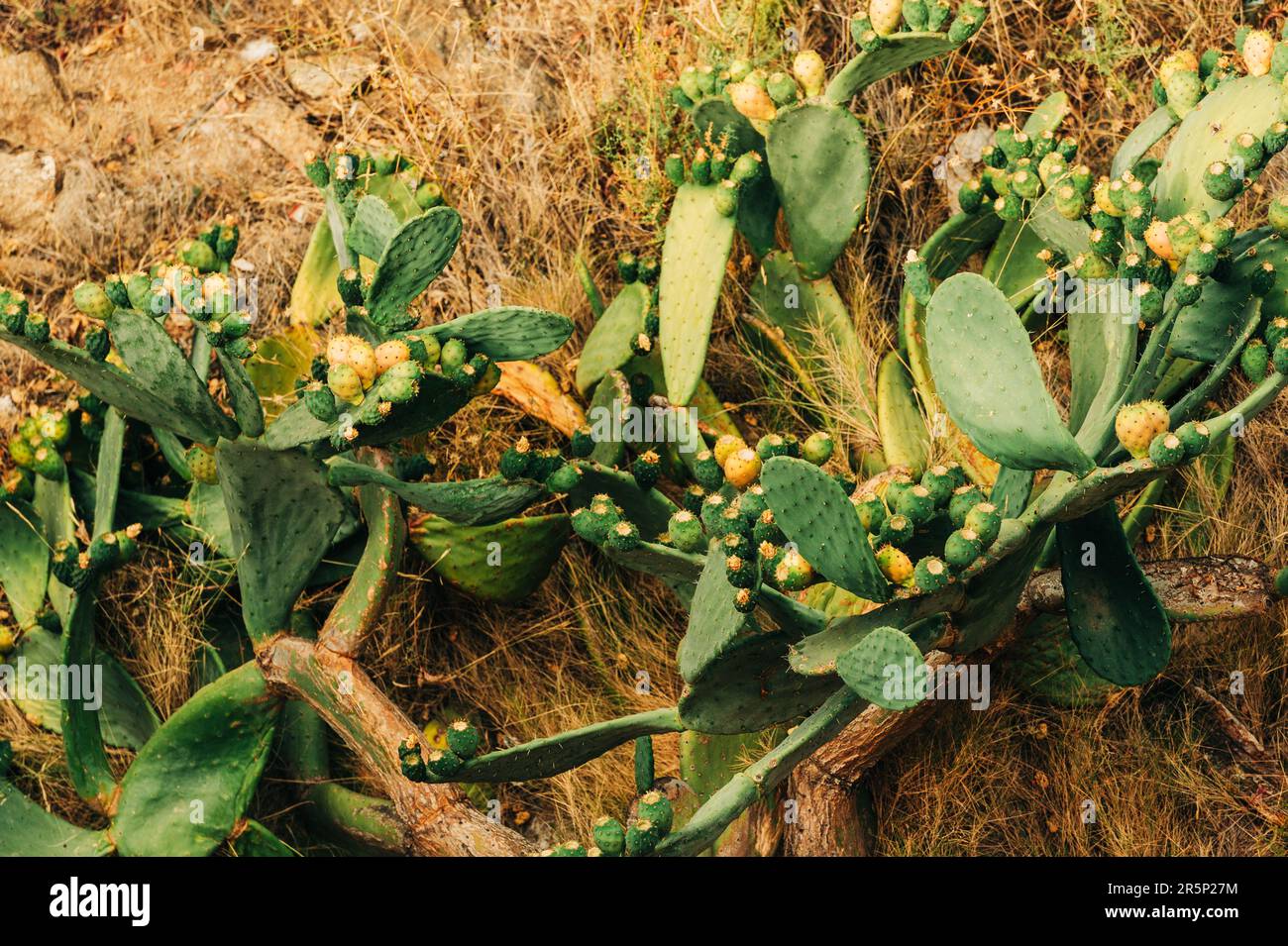Natural background with Wheel Cactus (Opunita Robusty), top view Stock ...