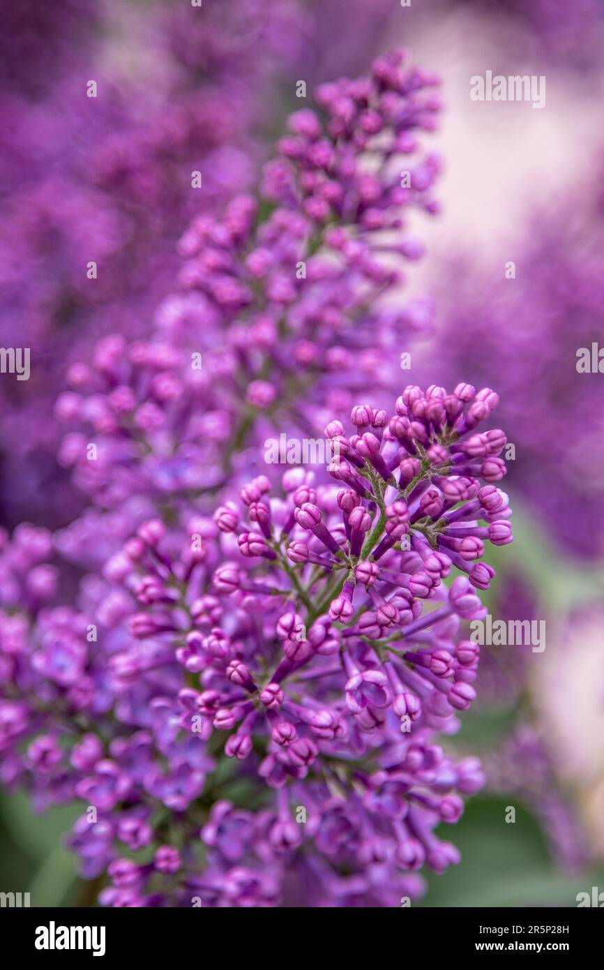 Liliac bush hi-res stock photography and images - Alamy