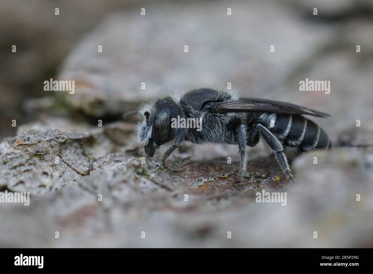 Detailed closeup on a female Viper's Bugloss hooked small mason ...