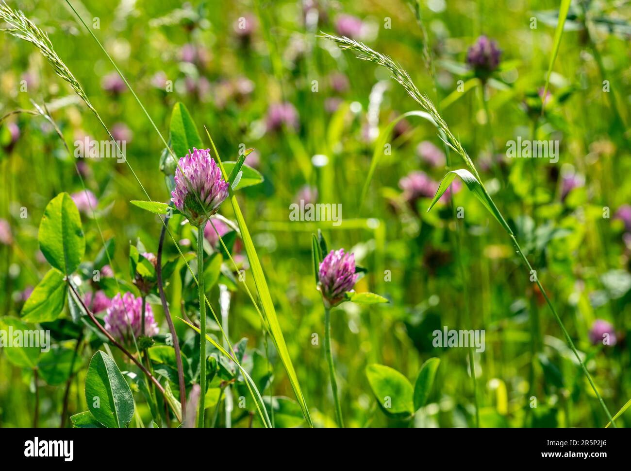 Clover leaf hay hi-res stock photography and images - Alamy